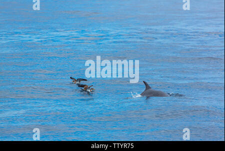 Dolphin, Cliffs ot the Giants, Tenerife island, Canary islands, Spain ...