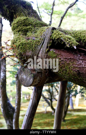 tree branch supports Japan Stock Photo - Alamy