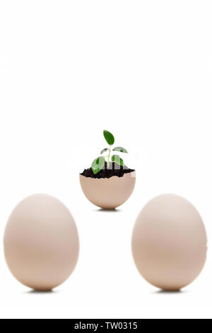 New life concept with seedling and egg on white Stock Photo - Alamy