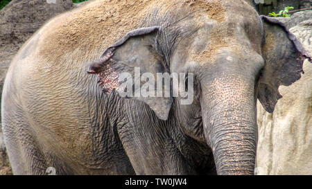 Depigmented skin on the forehead and ears of Asian elephant / Asiatic ...