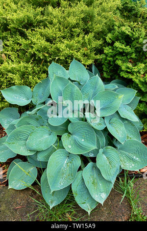 In the spring the hosta grows in the garden Stock Photo - Alamy