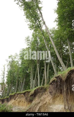 Row of trees exposed to seaside cliff face erosion with crumbling earth ...