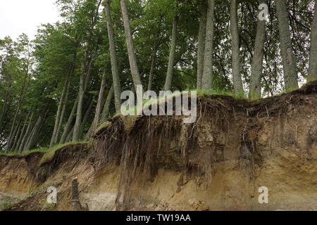 Row of trees exposed to seaside cliff face erosion with crumbling earth ...