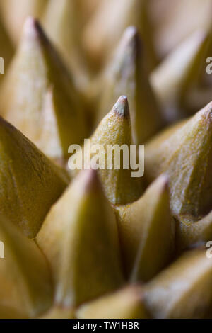 Durian skin / Close up of tropical fruit durian texture background ...