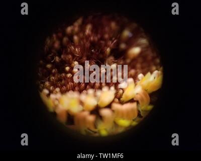 Light microscope image at approximately 30x magnification showing the ...