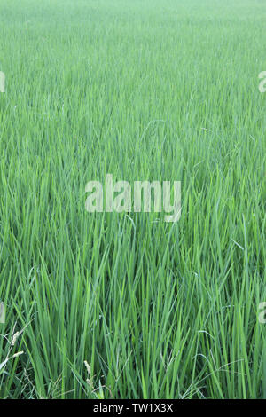 Rice paddy in Uttarakhand Stock Photo - Alamy