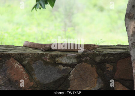 Lizard resting on a wall, India Stock Photo - Alamy