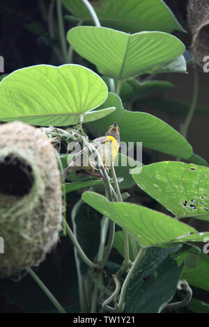 Baya Weavers (Ploceus philippinus) on its nest, India Stock Photo - Alamy