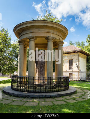 The old oak tree of Gernika that symbolizes traditional freedoms for ...
