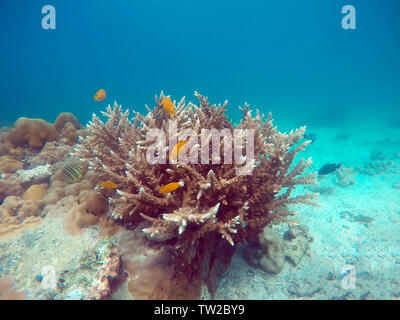 Small reef fish crowd around outcrops of Pocillopora species hard ...