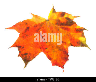 Multicolor autumn maple-leaf. Isolated on white background Stock Photo ...