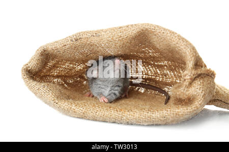 Cute funny rat in sack on white background Stock Photo - Alamy