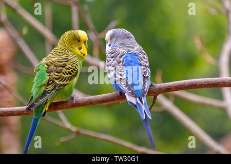 Wunderschöne Wellensittiche in verschiedene Farben Stock Photo - Alamy