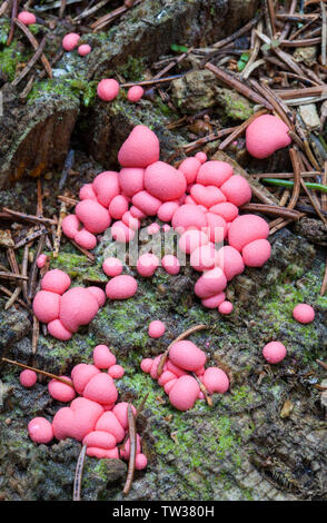 Wolf's Milk - Lycogala epidendrum Stock Photo - Alamy