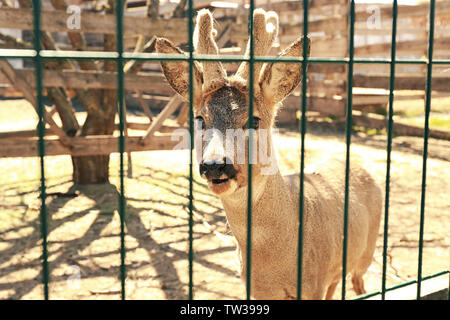 Enclosure with young deer on farm, closeup Stock Photo - Alamy