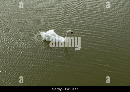 Mute Swan on Toolo bay in Helsinki, Finland Stock Photo - Alamy