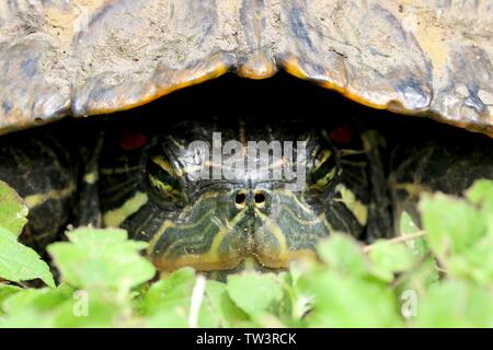 Closeup shot of a black tortoise with yellow patterns climbing a stone ...