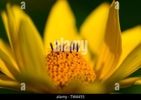 Heliopsis in the sun. Heliopsis flower up close during a sunny summer ...