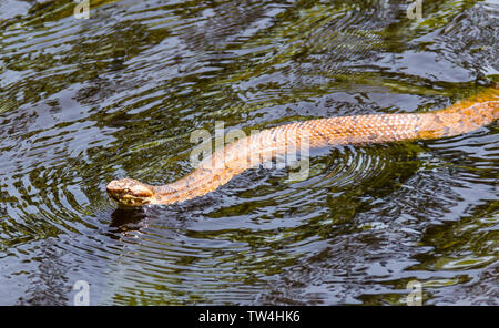 Water moccasin (cottonmouth) snake swimming along a water ditch Stock ...