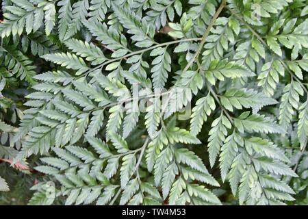 Rumohra adiantiformis, leatherleaf fern leaf isolated on white ...
