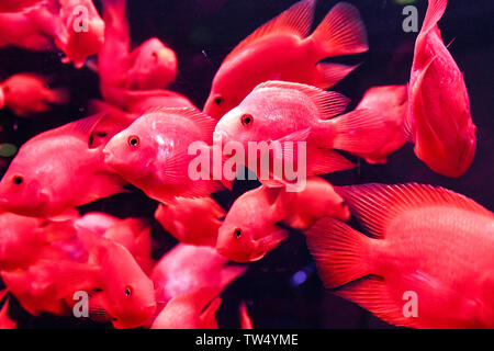 A rich fish Stock Photo - Alamy