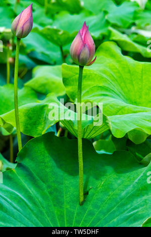 Lotus flower, Hunan Province, China Stock Photo - Alamy