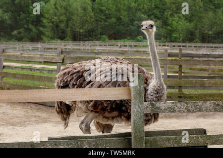 Grown ostrich in paddock on farm Stock Photo - Alamy
