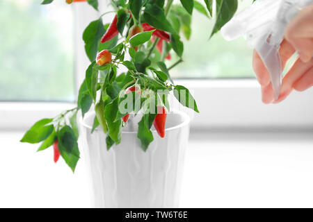 Woman sprinkling water on chili pepper bush indoors Stock Photo - Alamy