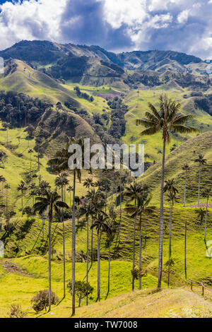 Bosque De Palma De Cera La Samaria near San Felix near Salamina Caldas ...