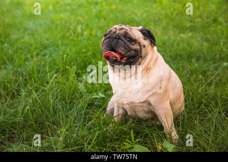 Cute overweight pug on green grass Stock Photo - Alamy