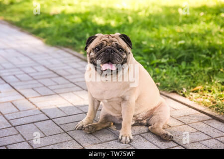 Cute overweight pug, outdoors Stock Photo - Alamy