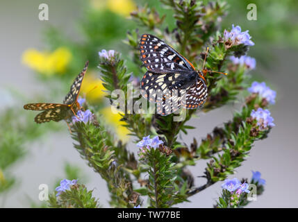 Variable Checkerspot (Euphydryas chalcedona Stock Photo - Alamy
