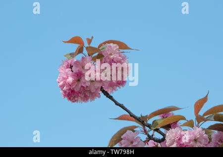 Double cherry blossoms in full bloom. A tree branch with flowers ...