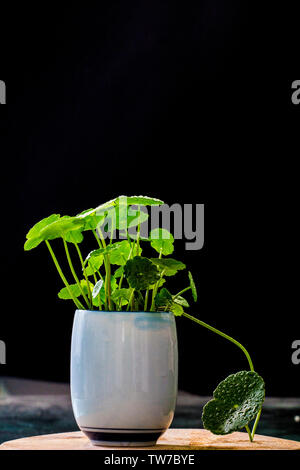 Exquisite copper money grass potted plants Stock Photo - Alamy