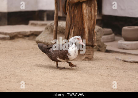 Cute muscovy duck in poultry yard Stock Photo - Alamy
