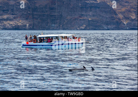 Dolphin, Cliffs ot the Giants, Tenerife island, Canary islands, Spain ...
