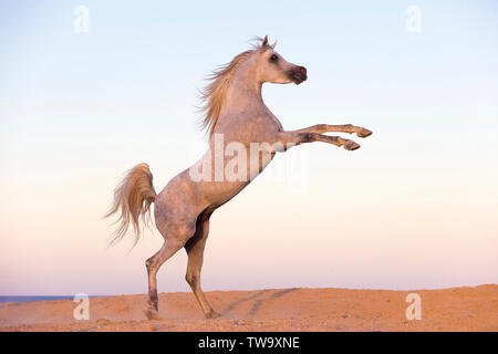 Arabian Horse. Gray stallion rearing in the desert, with rider in ...