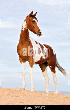 Pintabian. Mare standing in the desert at sunset. Egypt Stock Photo - Alamy