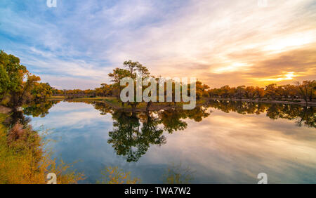 Scenery of Hu Yang blue sky in Alashan Desert, Inner Mongolia, China ...