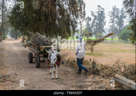Sekem farm, Markaz Belbes, Egypt Stock Photo - Alamy