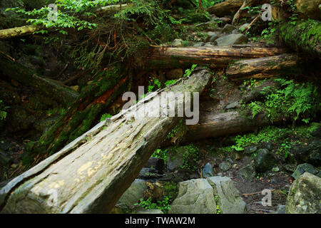 Moss covered rocks in Puzzlewood, an attraction in the Forest of Dean ...