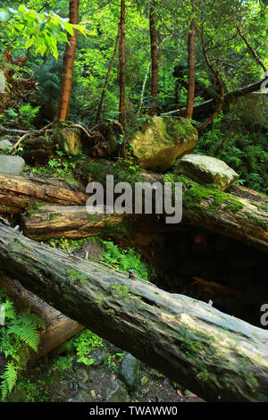 Moss covered rocks in Puzzlewood, an attraction in the Forest of Dean ...