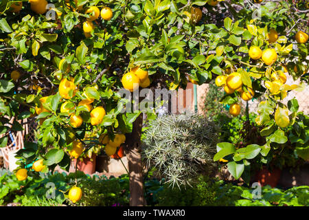 Lemon tree in Esporles, Mallorca, Spain Stock Photo - Alamy