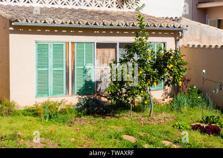 Lemon tree in Esporles, Mallorca, Spain Stock Photo - Alamy