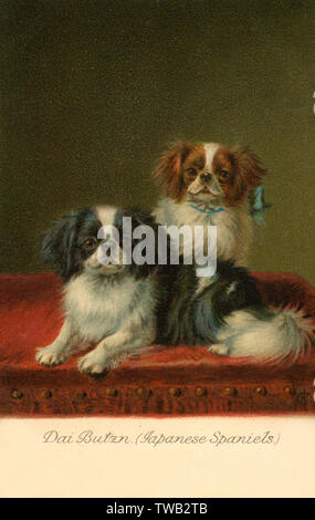 dog Japanese Chin / Japanese spaniel two adults different colors (red ...