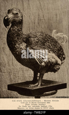 dodo extinct bird from mauritius island Stock Photo - Alamy