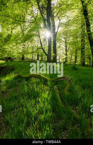 A beech woodland in springtime. Exmoor National Park, Somerset, England ...