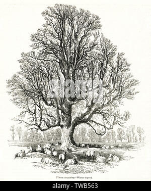 Elm trees in winter Stock Photo - Alamy