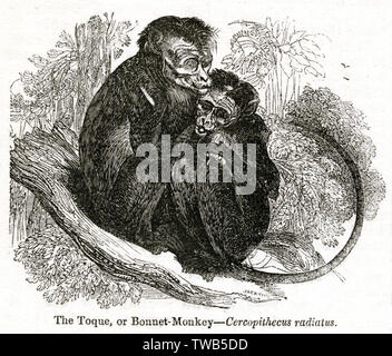 Wild monkeys Bonnet Macaque (Macaca radiata) being fed at ...