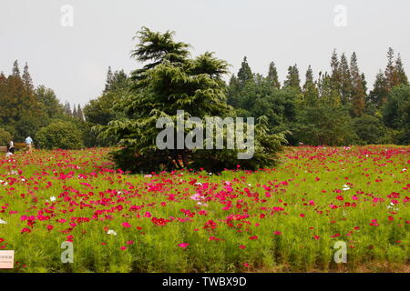 Shanghai Binjiang Forest Park Scenery Stock Photo - Alamy
